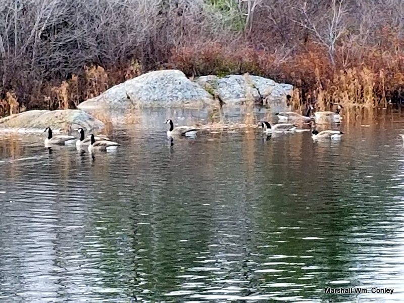 Late Fall Visitors to Williams Lake - Williams Lake Conservation Company