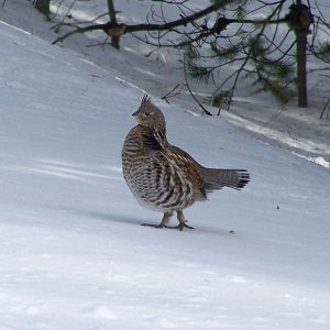 Backlands Spring Migration: Ruffed Grouse - Williams Lake Conservation ...
