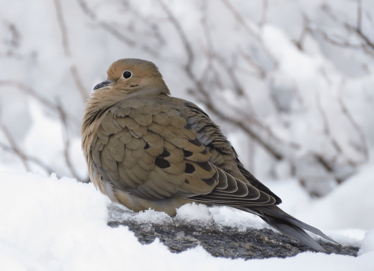 Birds of the Backlands - Mourning Dove - Williams Lake Conservation Company